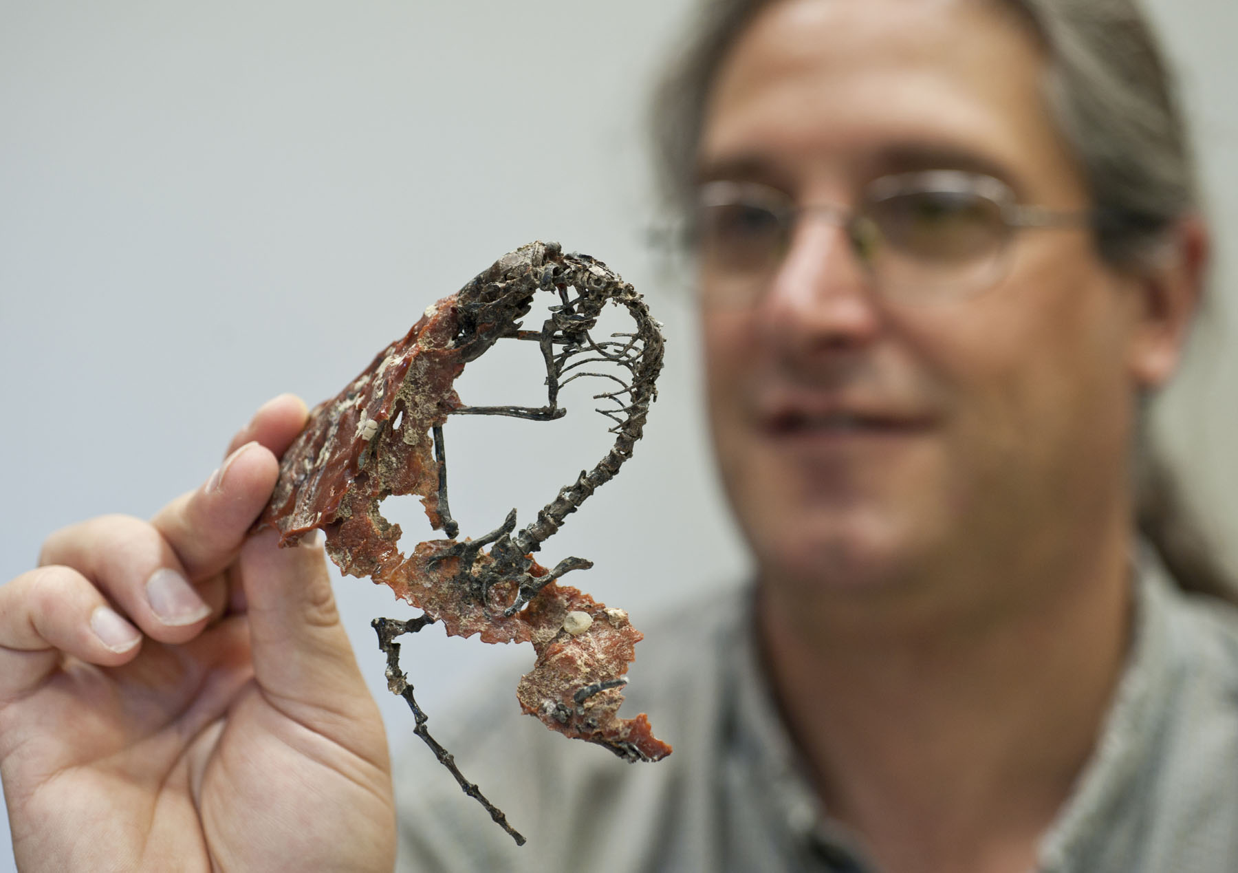 Missing link discovered between rabbits and humans!