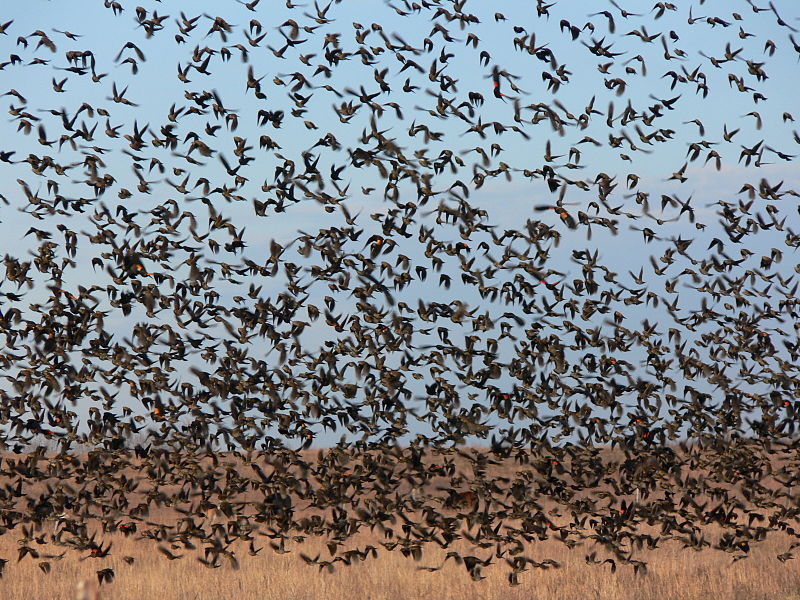 Four-and-twenty blackbirds